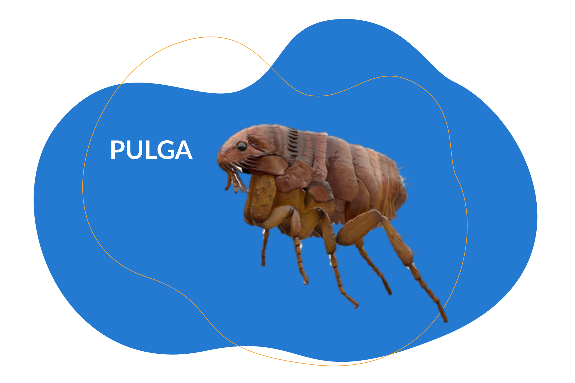 Como Saber se Tem Percevejo na Cama? | 2025